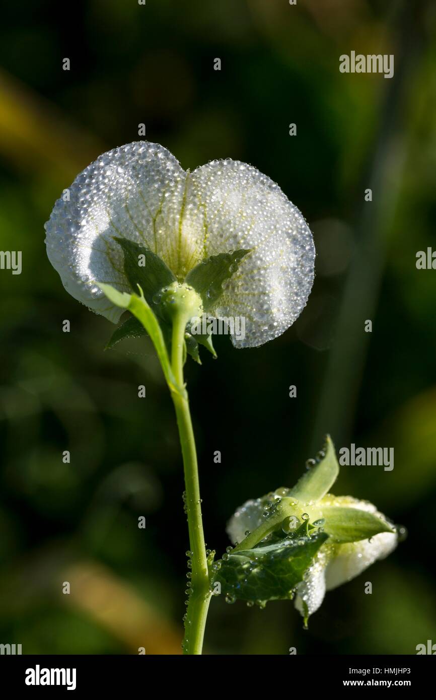 Leguminous plant hi-res stock photography and images - Alamy