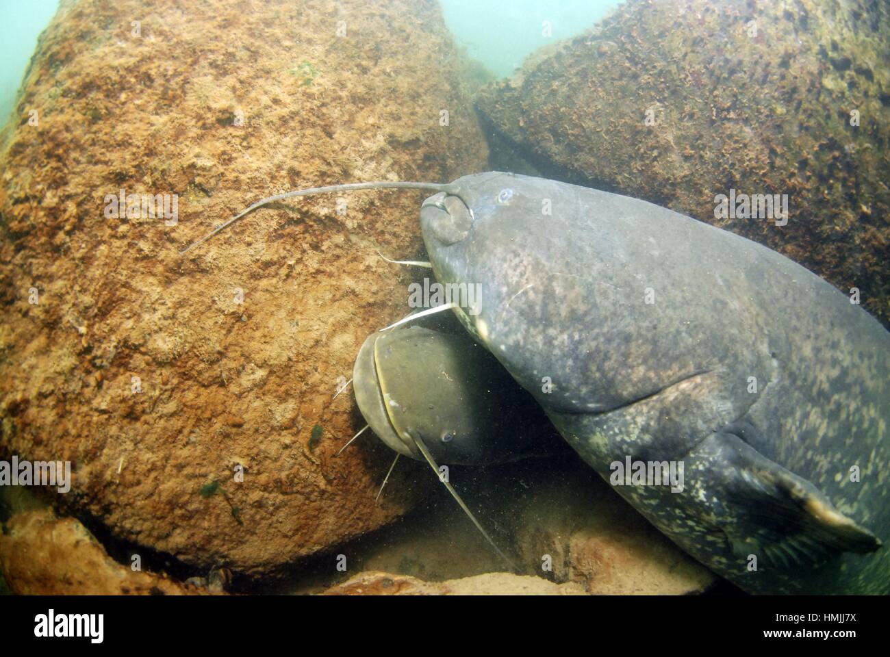 Wels silurus glanis catfish hi-res stock photography and images - Alamy
