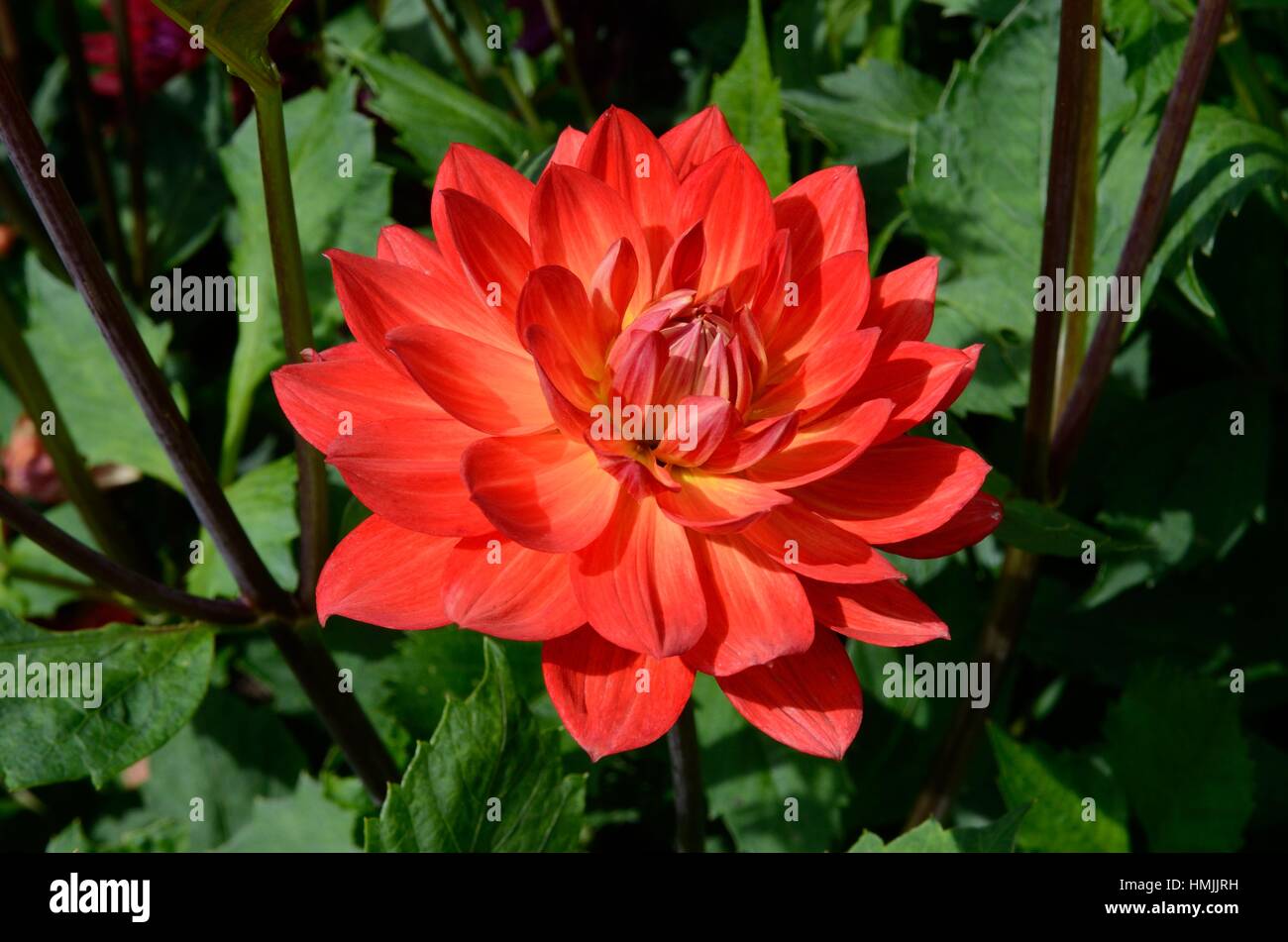 Dahlia Taratahi Ruby red waterlily group dahlias Stock Photo - Alamy