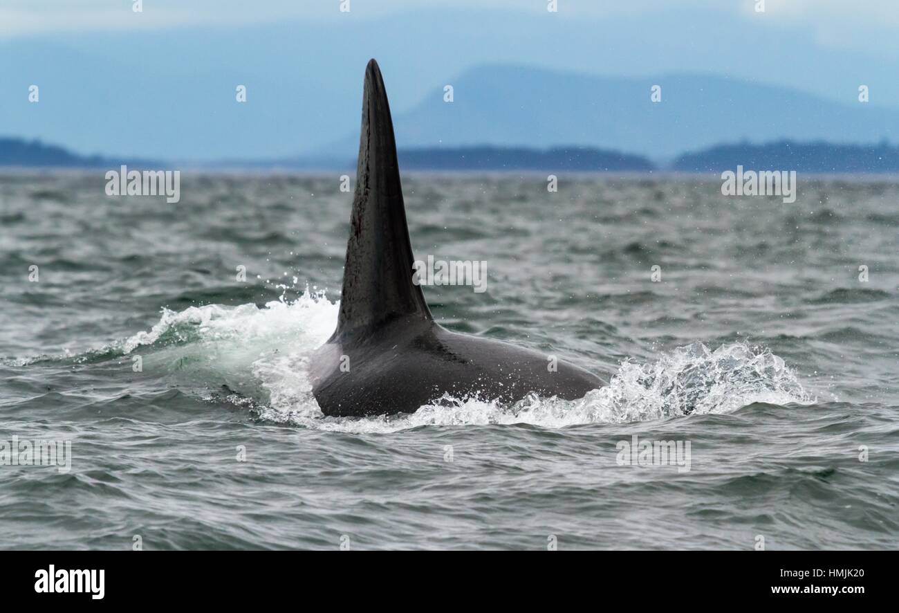 Male Orca blowing at the surface in Haro Strait off Lime Kiln State ...