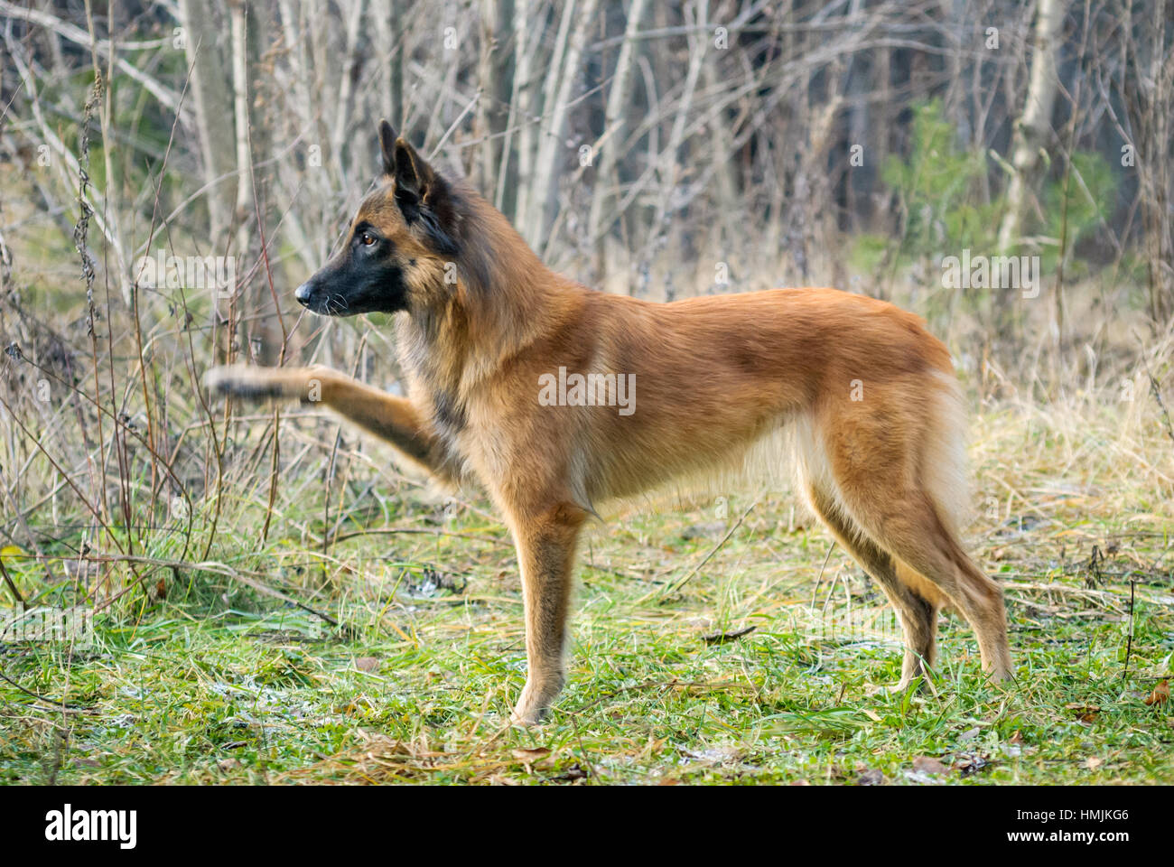 Tervuren dog in garden. Belgian Shepherd Dog Stock Photo - Alamy