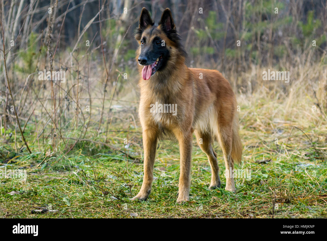 Belgian dog hi-res stock photography and images - Alamy