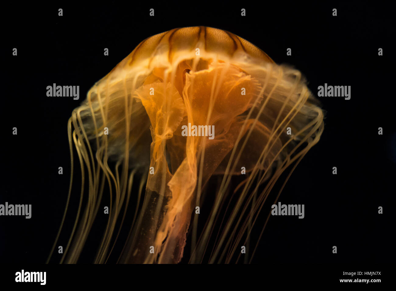 Marine life aquarium hi-res stock photography and images - Alamy