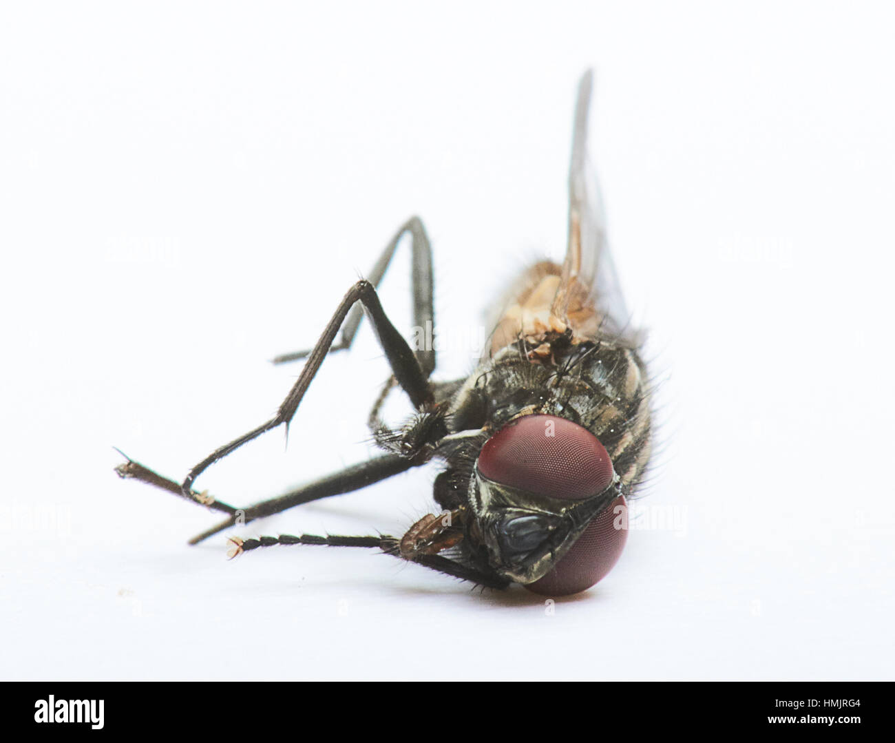 closeup of fly laying on the side on a white background Stock Photo - Alamy