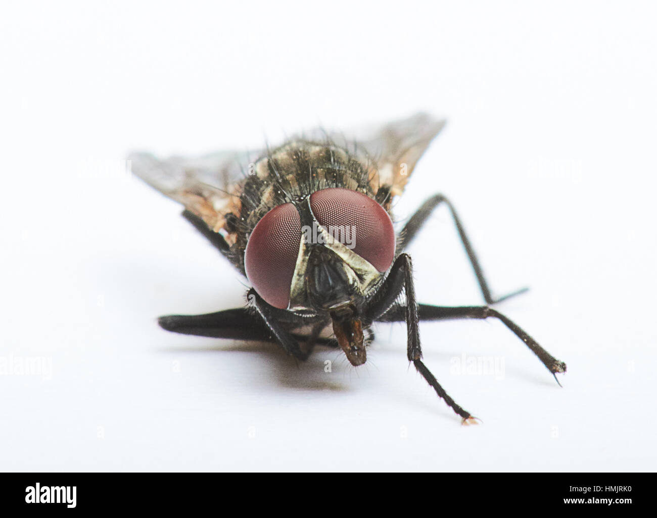 Blurred background small white insects hi-res stock photography and ...