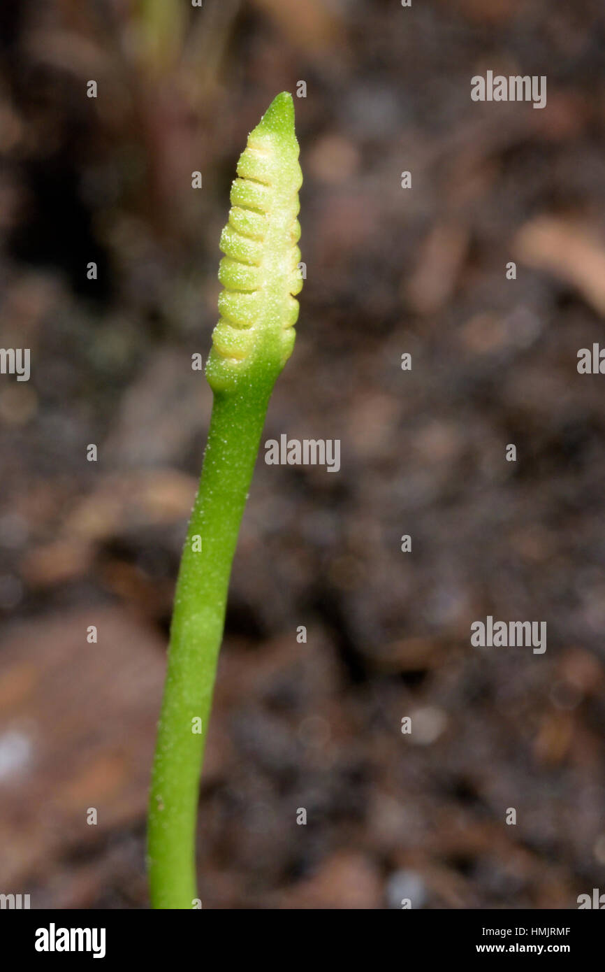 Spore bearing spike hi-res stock photography and images - Alamy