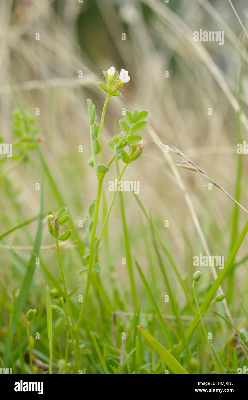 Birds foot hi-res stock photography and images - Alamy