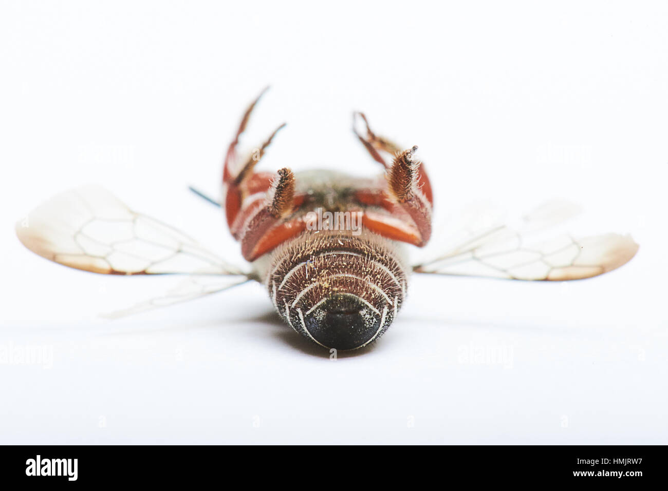 back side of a black bee lying upside down Stock Photo - Alamy