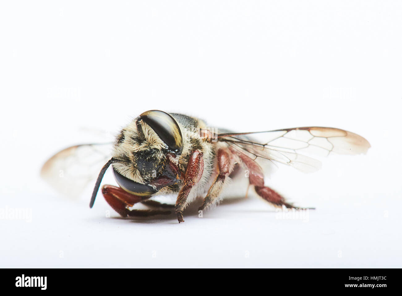 front view closeup of a black bee on a white background Stock Photo - Alamy
