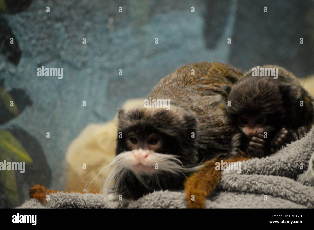 Mother and baby Emperor Tamarin monkeys Stock Photo - Alamy