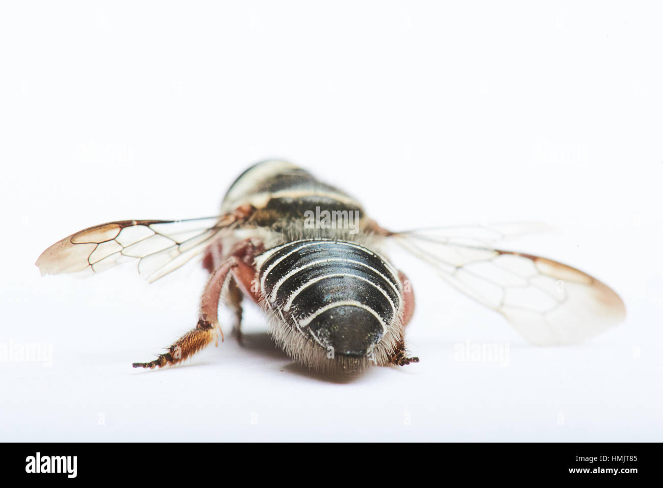 back view of black bee on a white background Stock Photo - Alamy