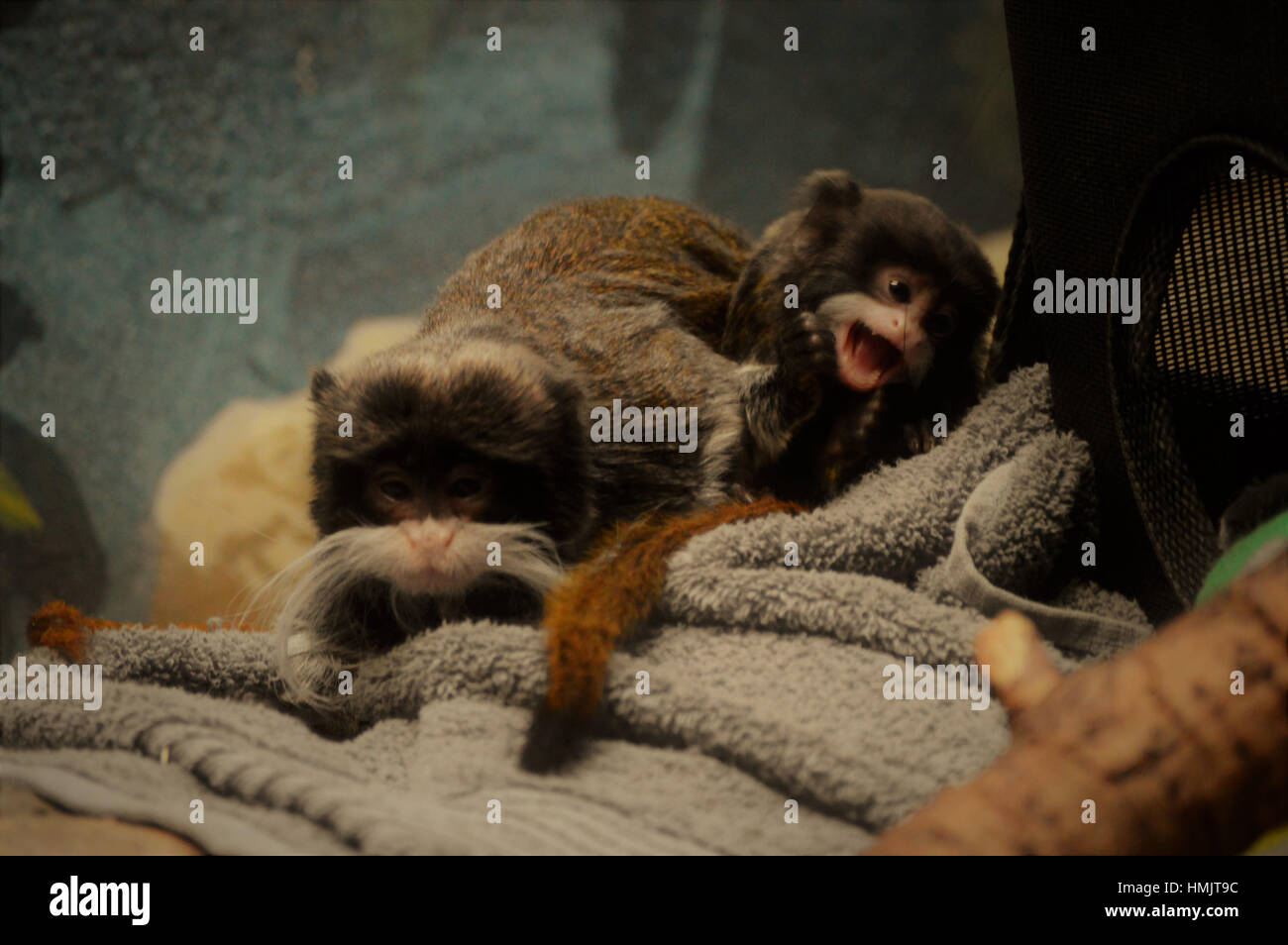 Mother and baby Emperor Tamarin monkeys Stock Photo - Alamy