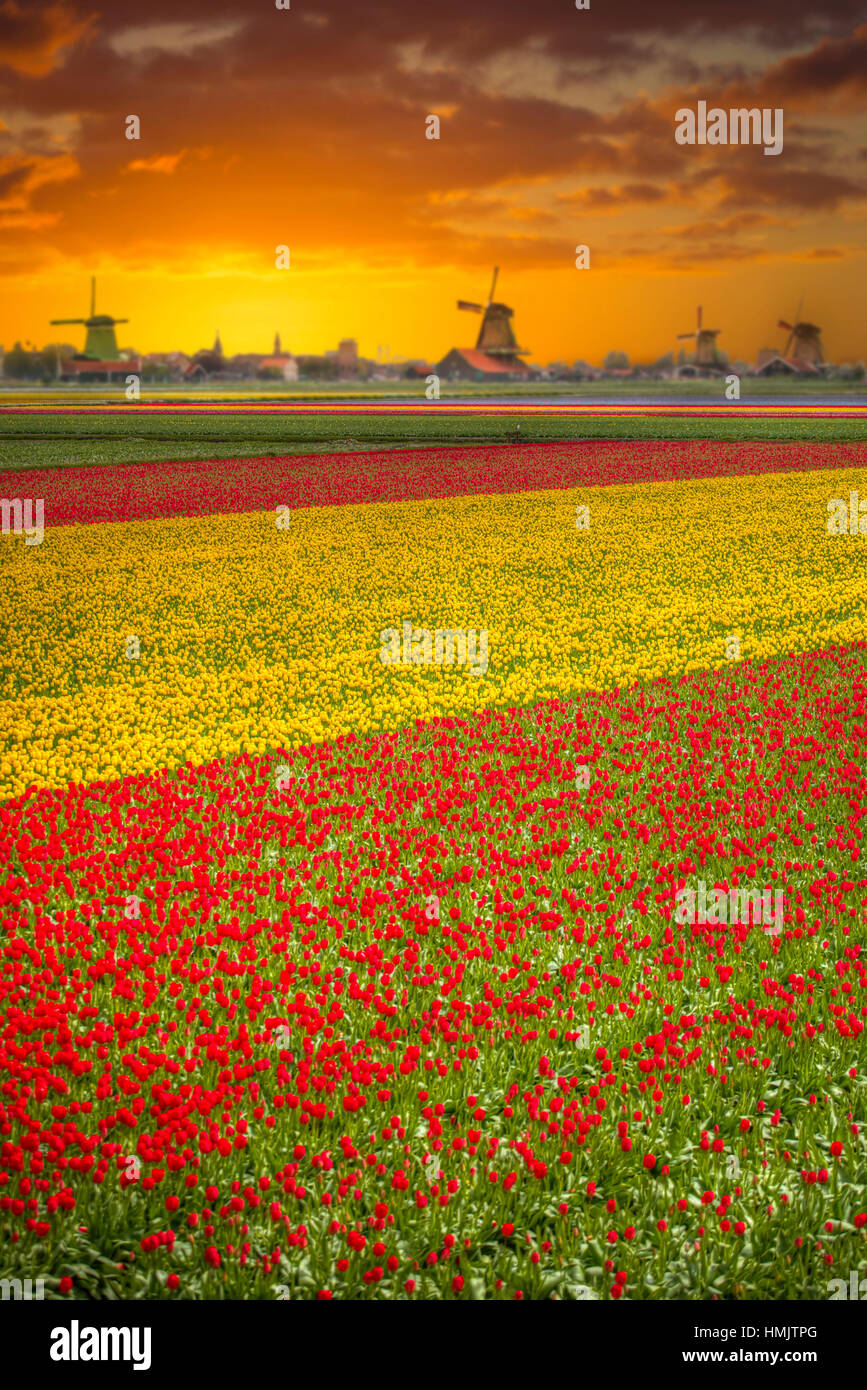Windmill with tulip field in Holland Stock Photo - Alamy