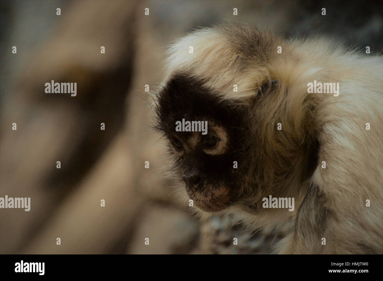 Profile of a spider monkey Stock Photo - Alamy