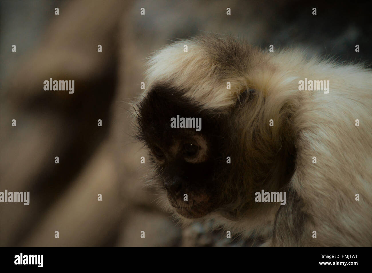Profile of a spider monkey Stock Photo - Alamy