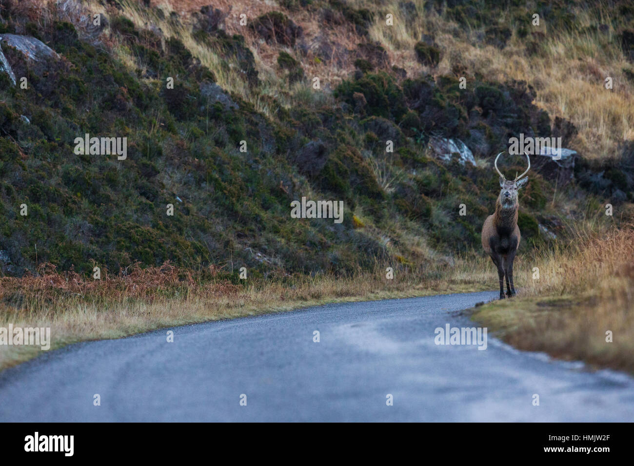 Red Deer stag roaming the hills around Applecross, Scotland Stock Photo ...