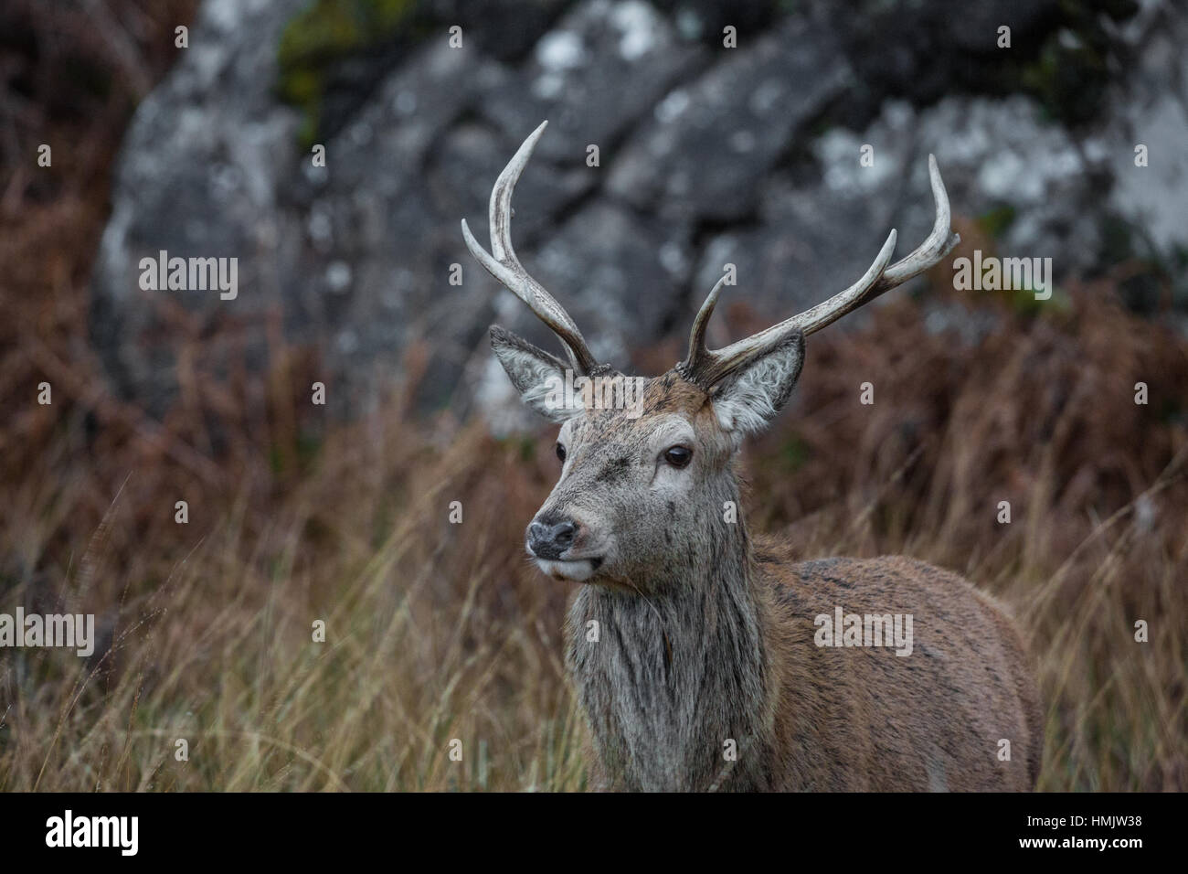 Red Deer stag roaming the hills around Applecross, Scotland Stock Photo ...