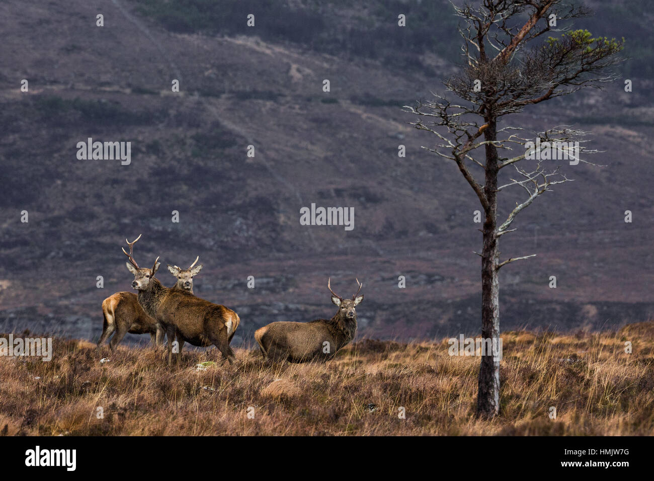 Red Deer, near Applecross, Scotland Stock Photo - Alamy