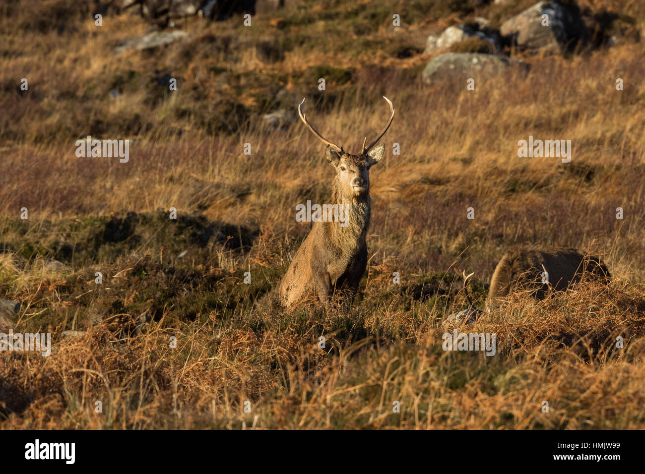 Red Deer, near Applecross, Scotland Stock Photo - Alamy