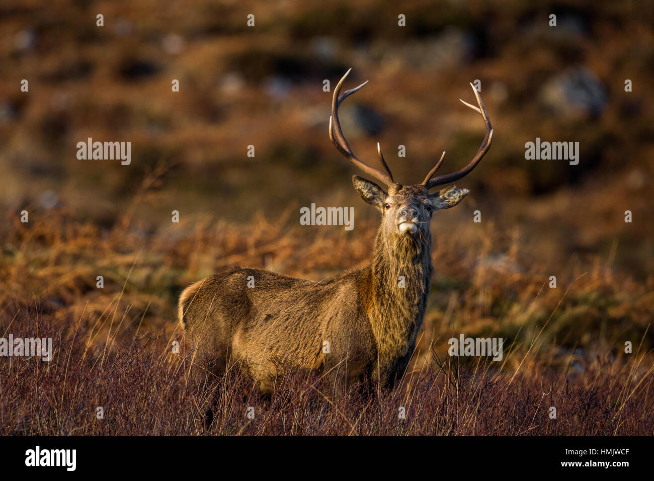 Red Deer stag around Applecross, Scotland Stock Photo - Alamy