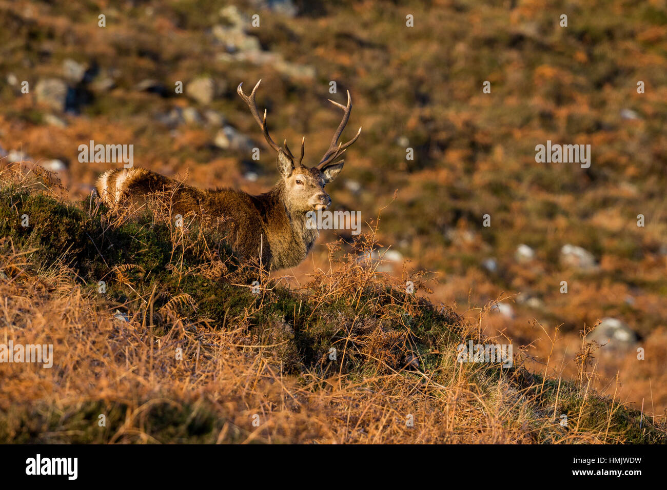 Red Deer stag around Applecross, Scotland Stock Photo - Alamy