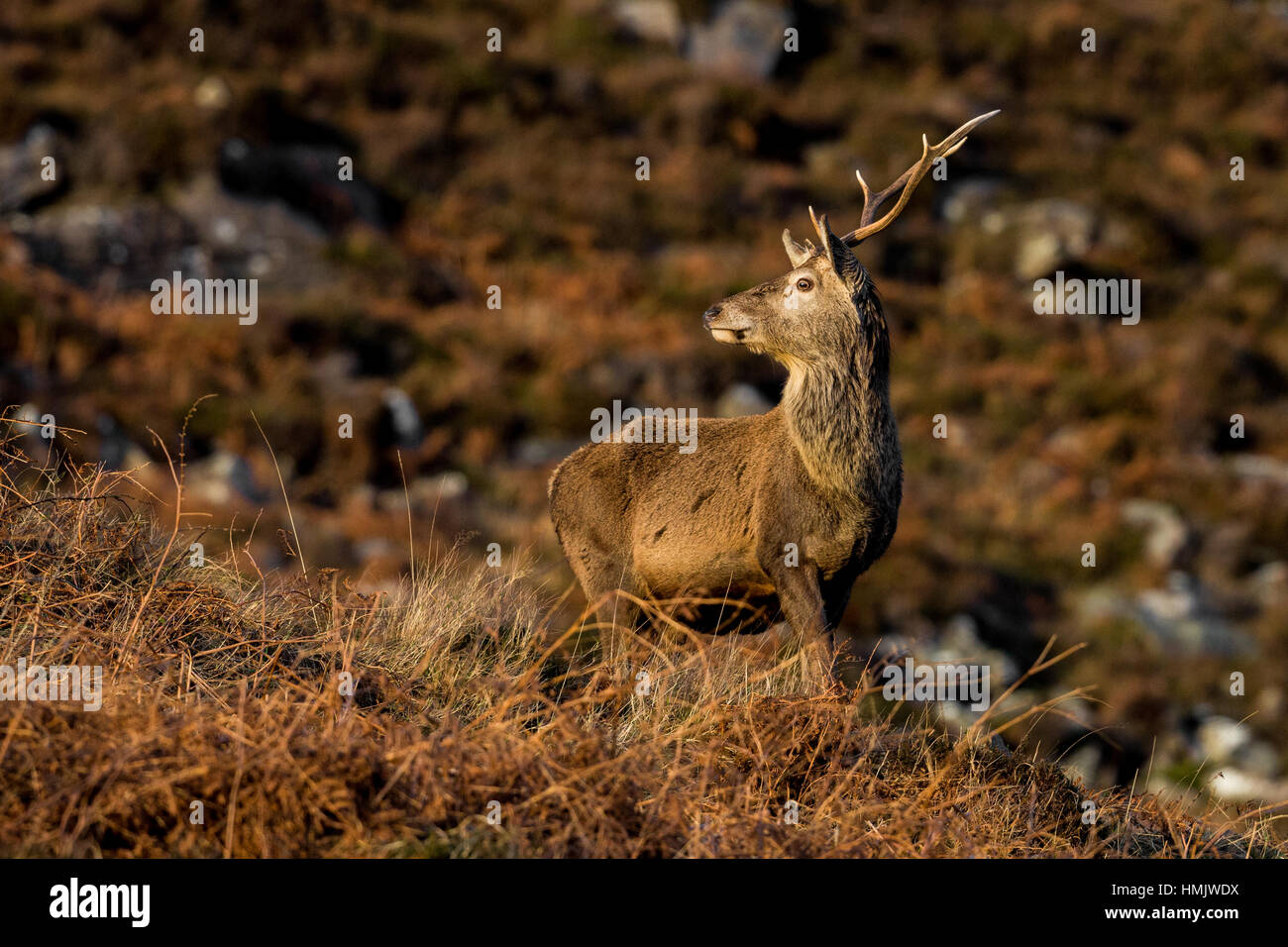 Red Deer stag around Applecross, Scotland Stock Photo - Alamy