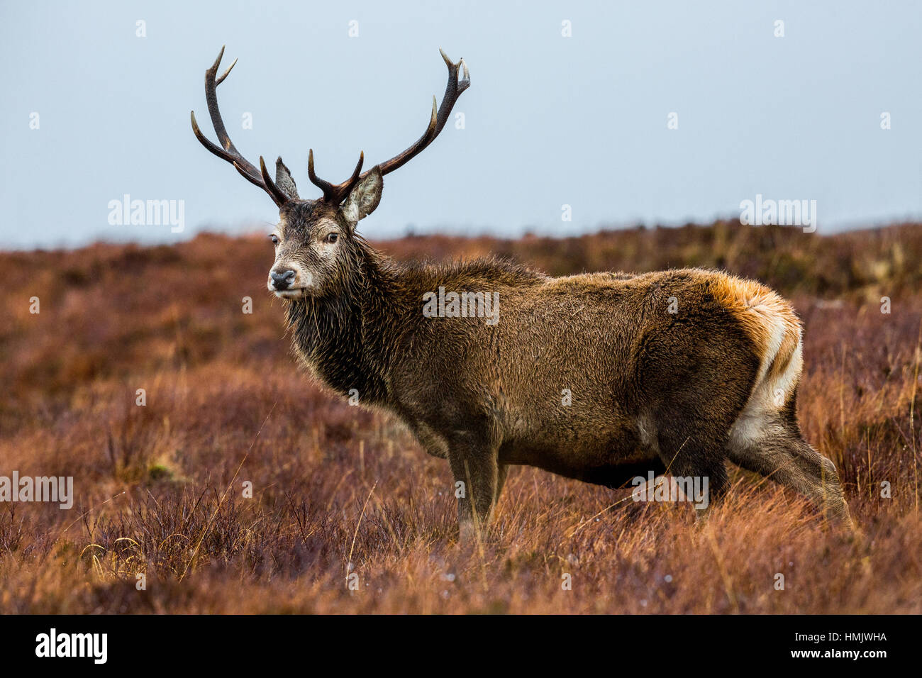 Red Deer stag around Applecross, Scotland Stock Photo - Alamy