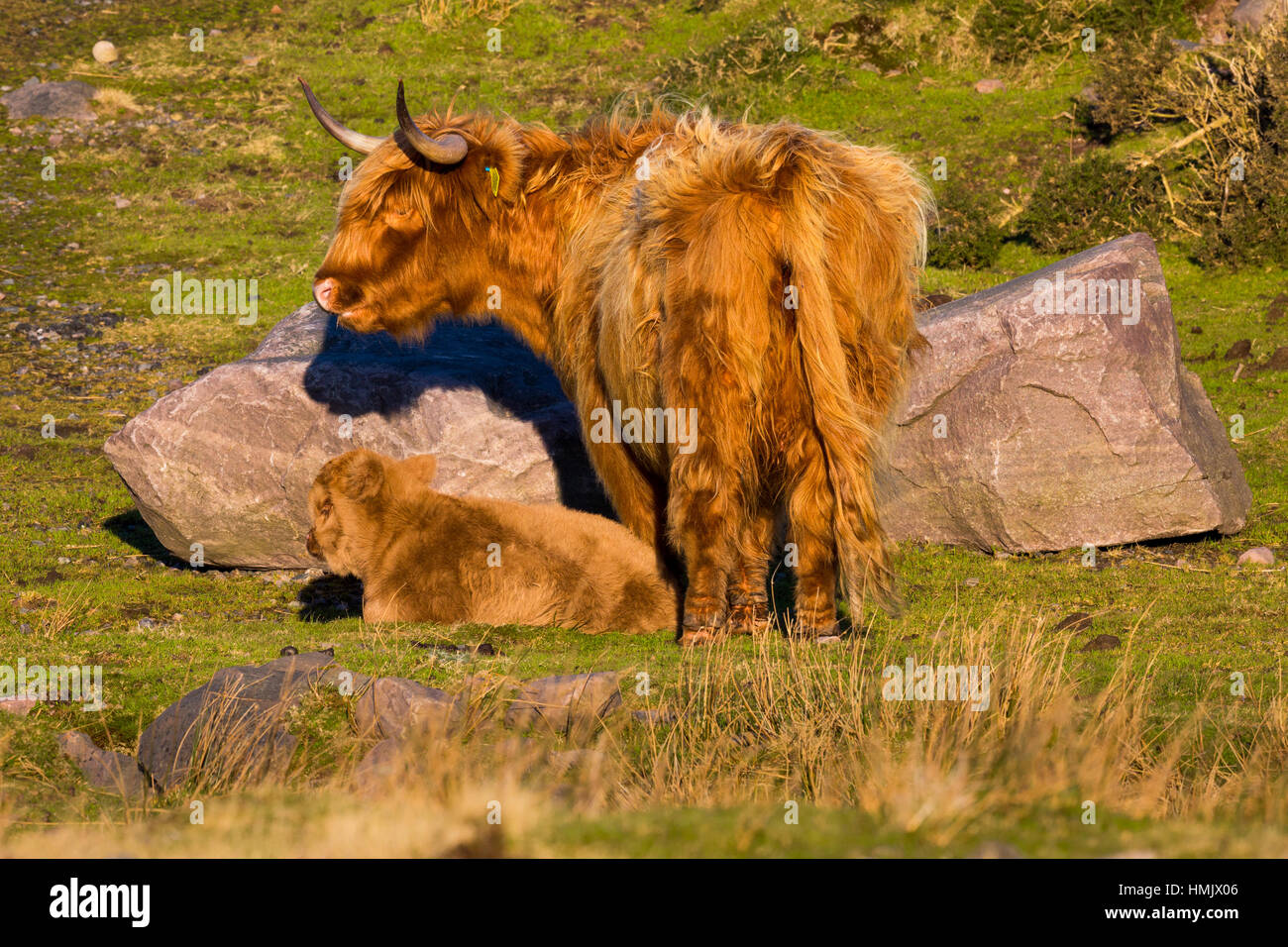 Small young highland cow hi-res stock photography and images - Alamy