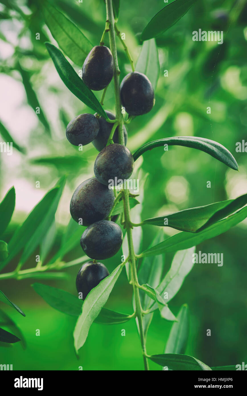 Olive tree with fruits Stock Photo - Alamy