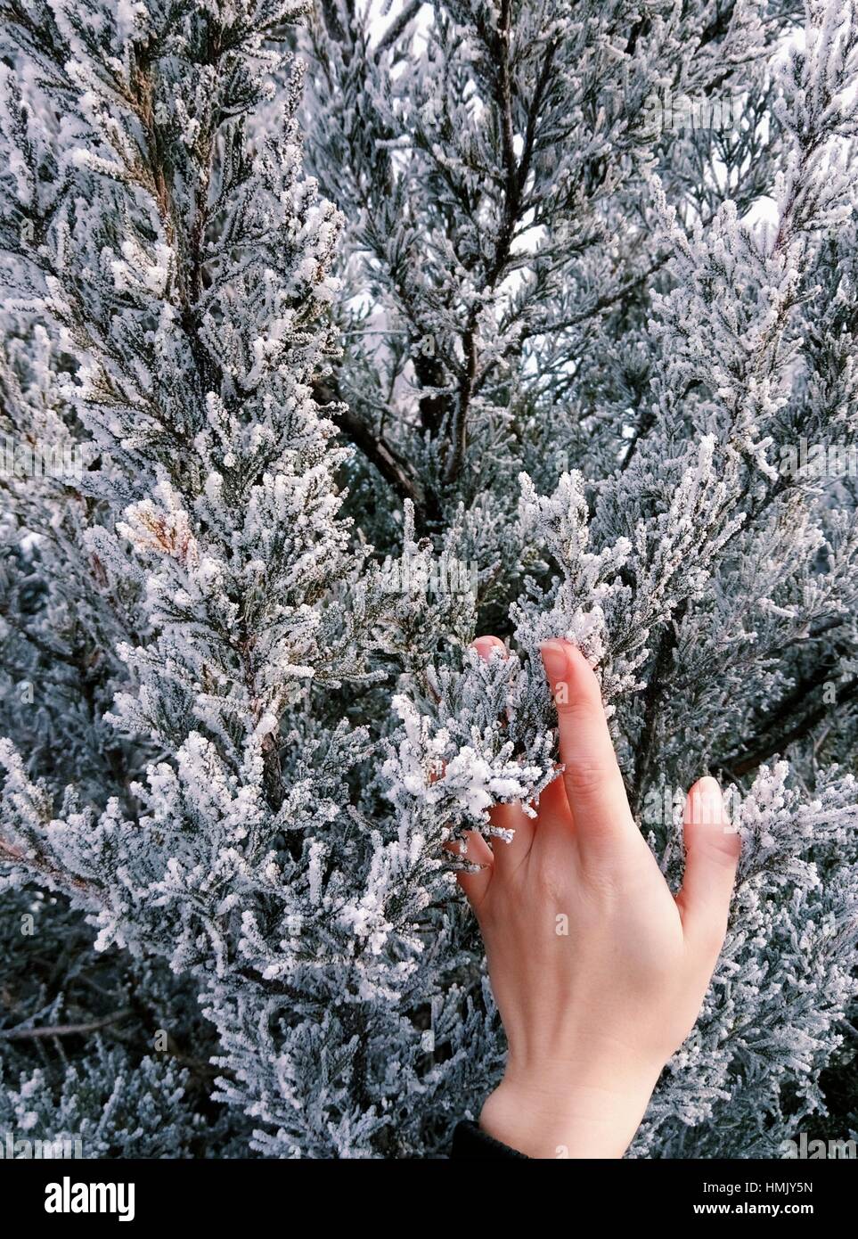 Frosted pine tree hi-res stock photography and images - Alamy