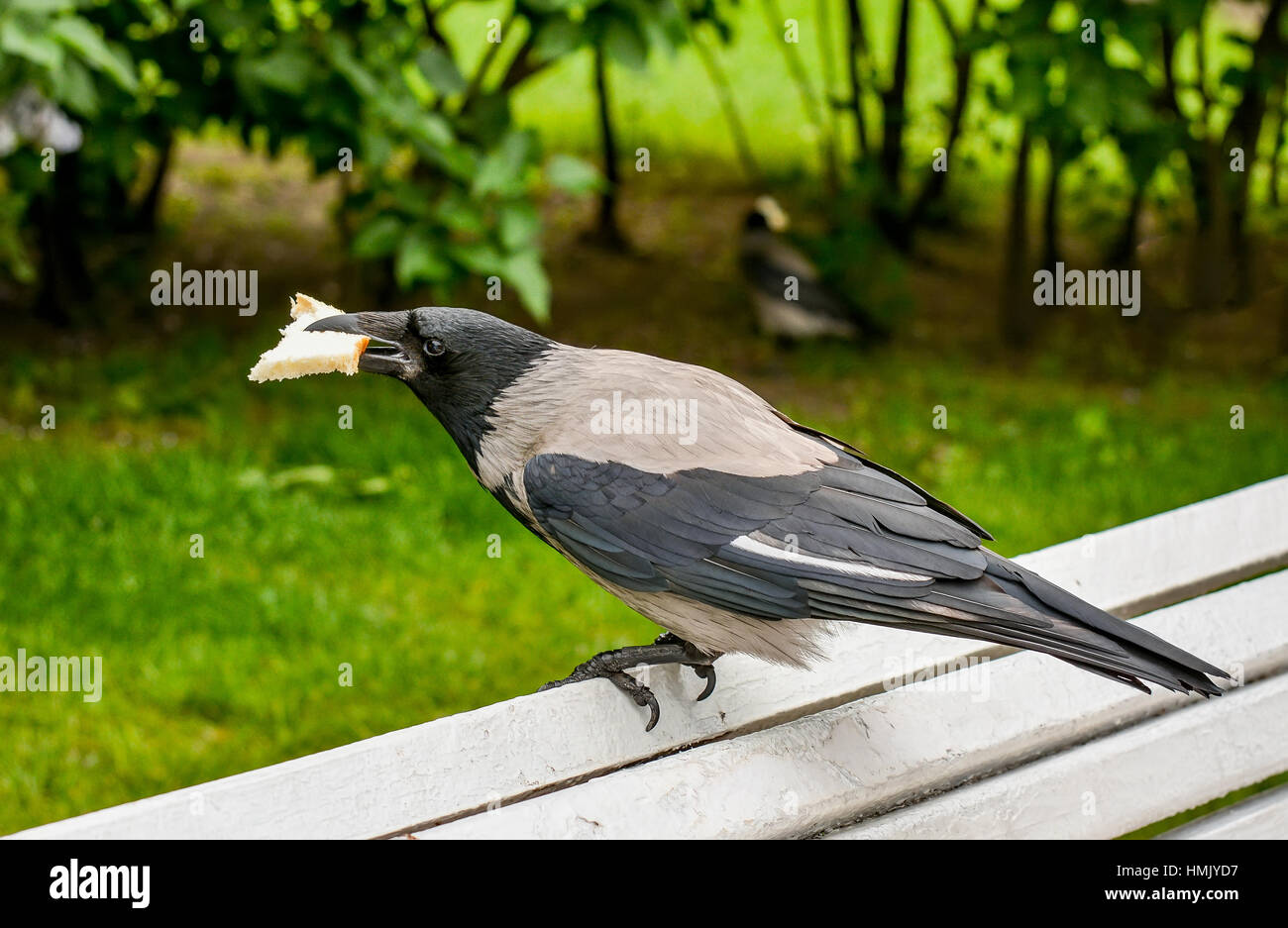 Breakfast crow with a piece of white bread Stock Photo - Alamy