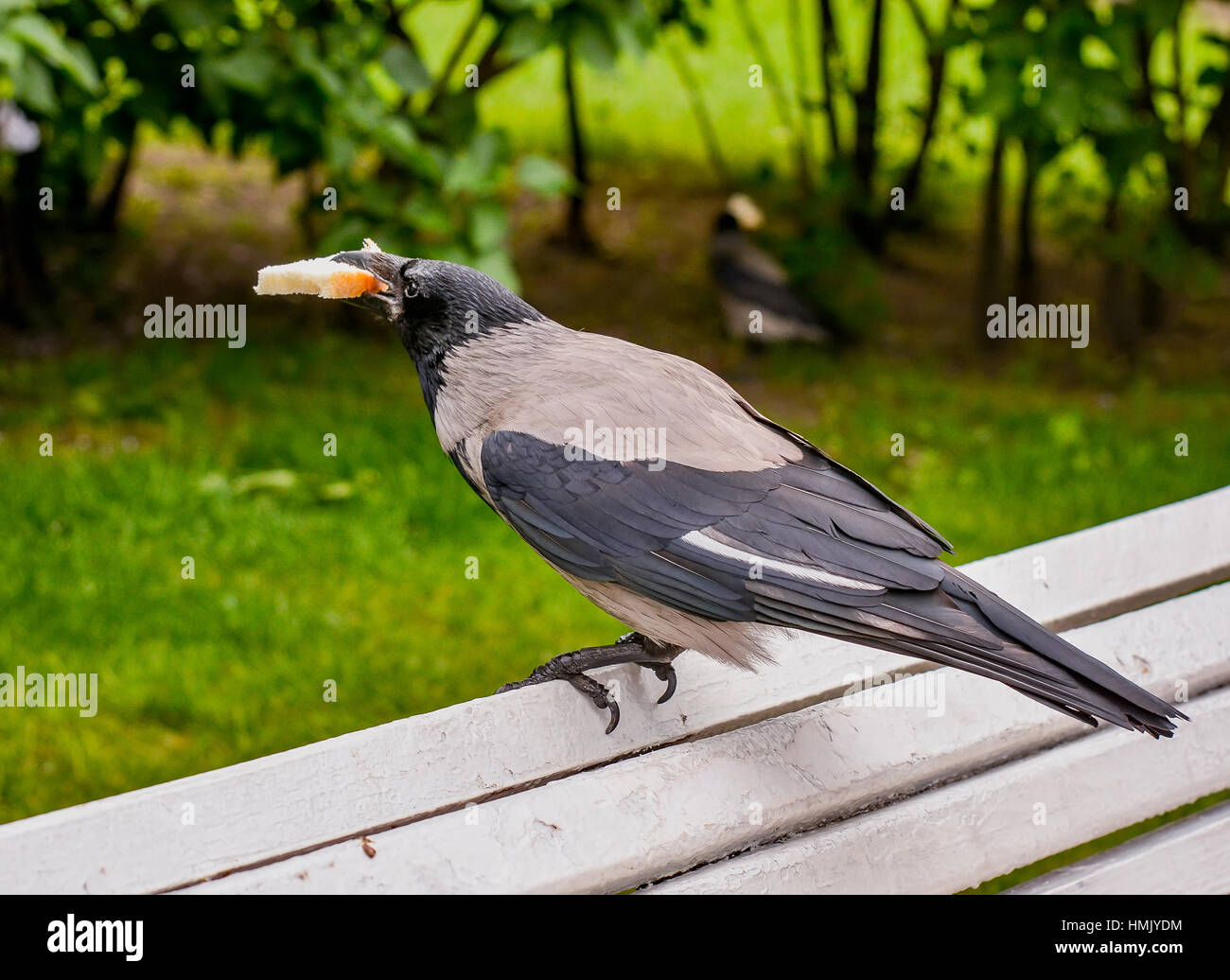 Breakfast crow with a piece of white bread Stock Photo - Alamy