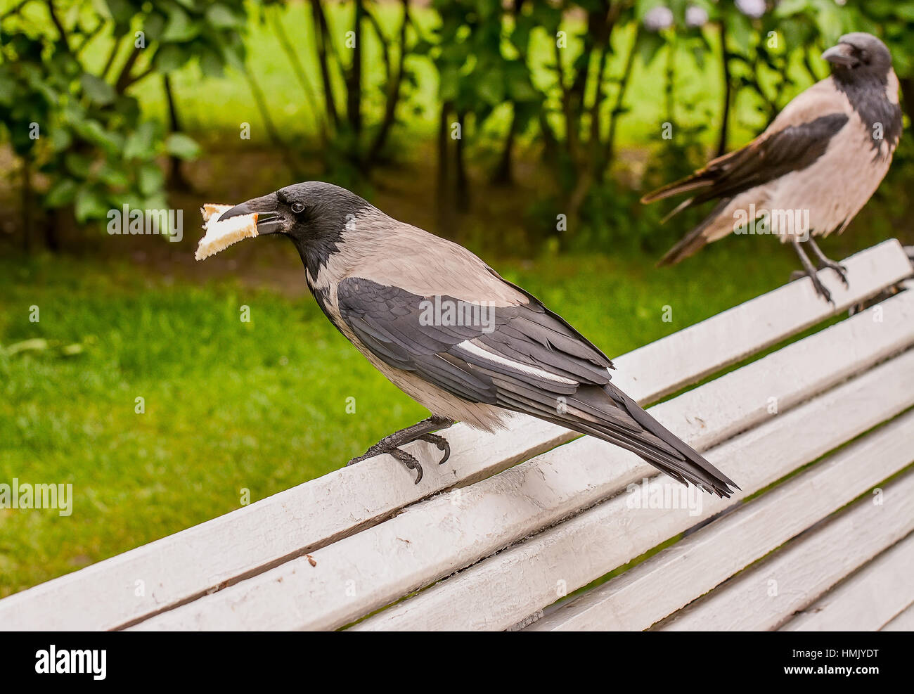 Breakfast crow with a piece of white bread Stock Photo - Alamy