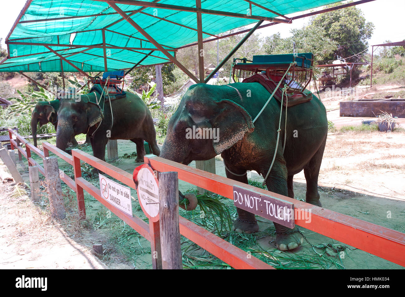 Thai elephant camp and tourism hi-res stock photography and images - Alamy