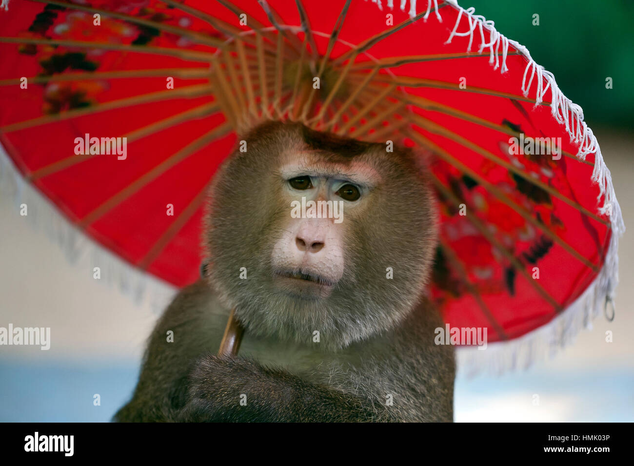 Northern pig-tailed macaque (Macaca leonina) with sunshade in tourist ...