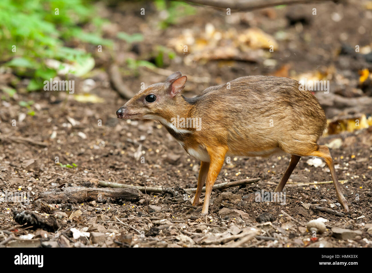 Java mouse-deer (Tragulus javanicus), Kaeng Krachan National Park ...