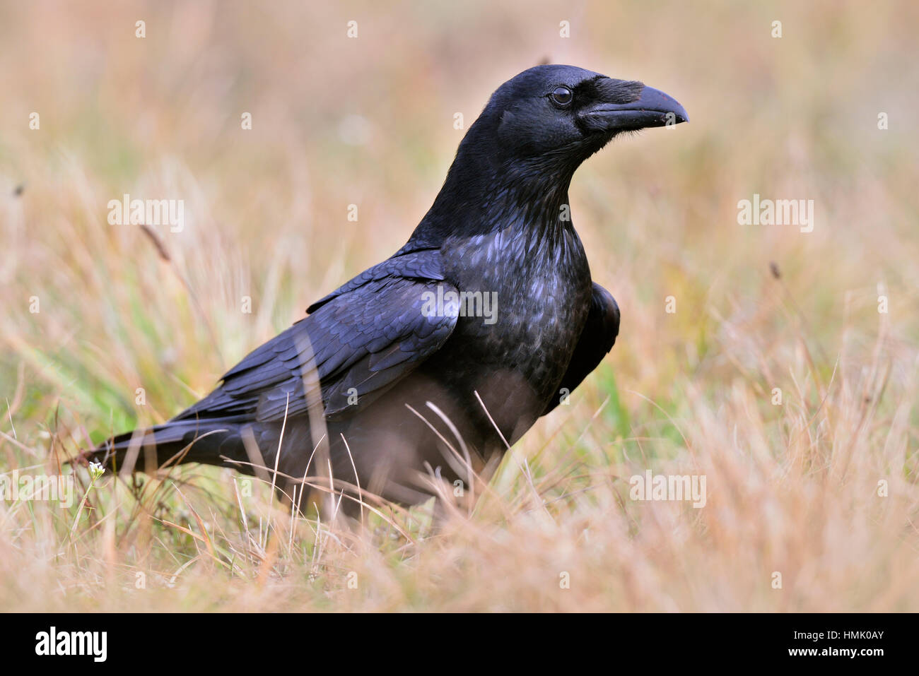 Eastern carrion crow hi-res stock photography and images - Alamy