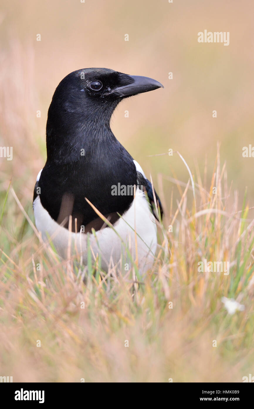 Pica pica head hi-res stock photography and images - Alamy