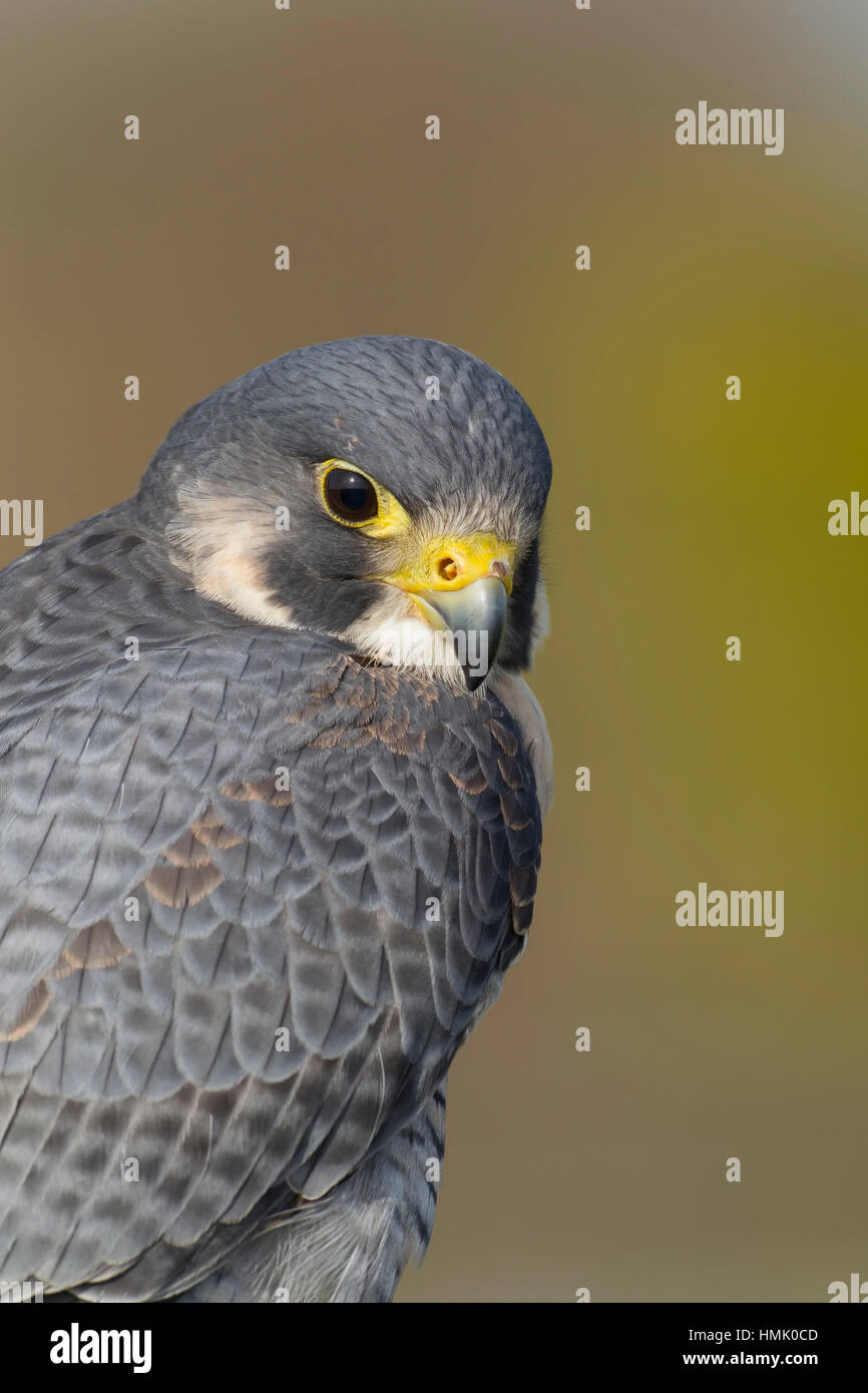 Peregrine falcon (Falco peregrinus), adult, portrait, England, United ...