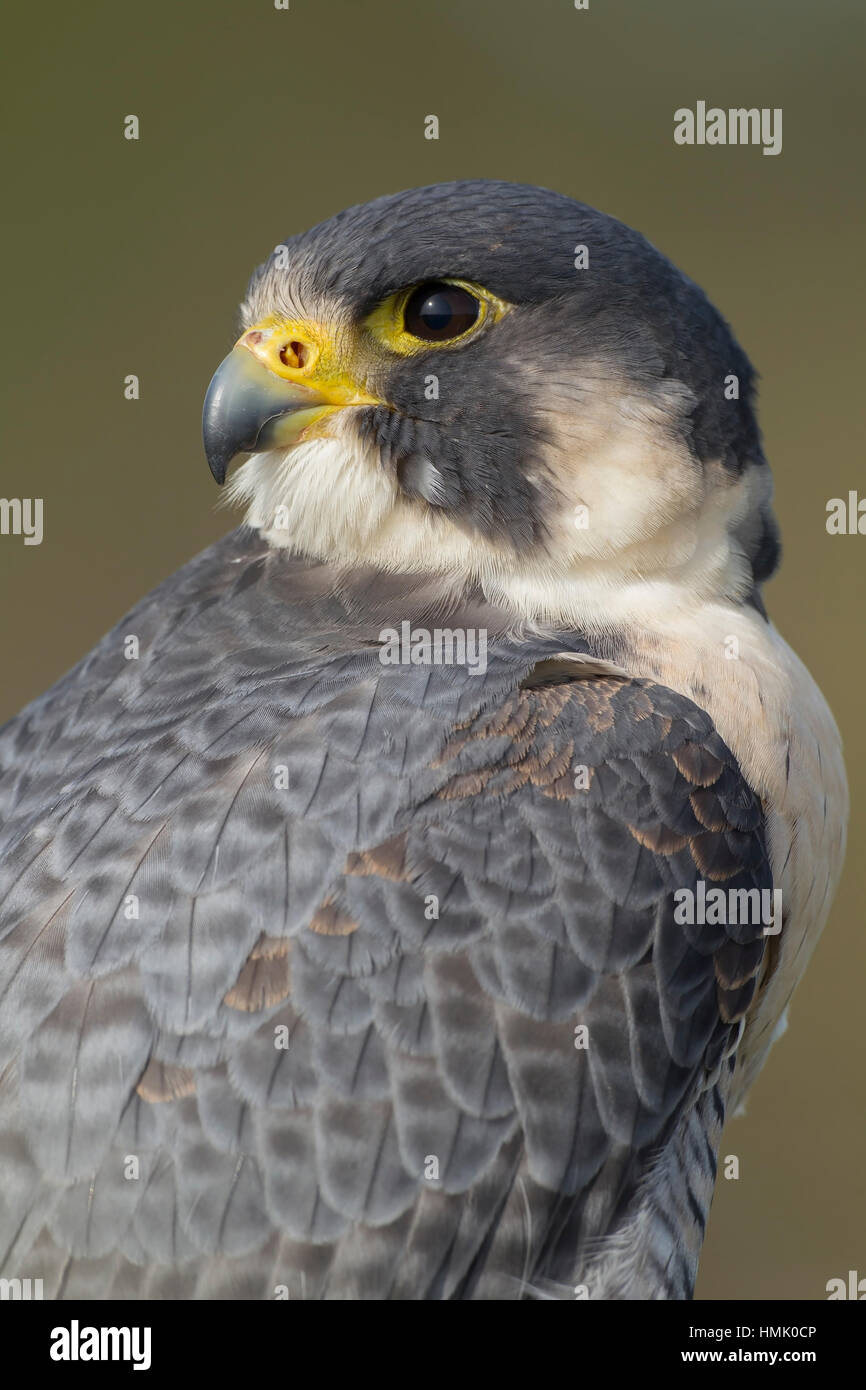 Peregrine falcon united kingdom hi-res stock photography and images - Alamy