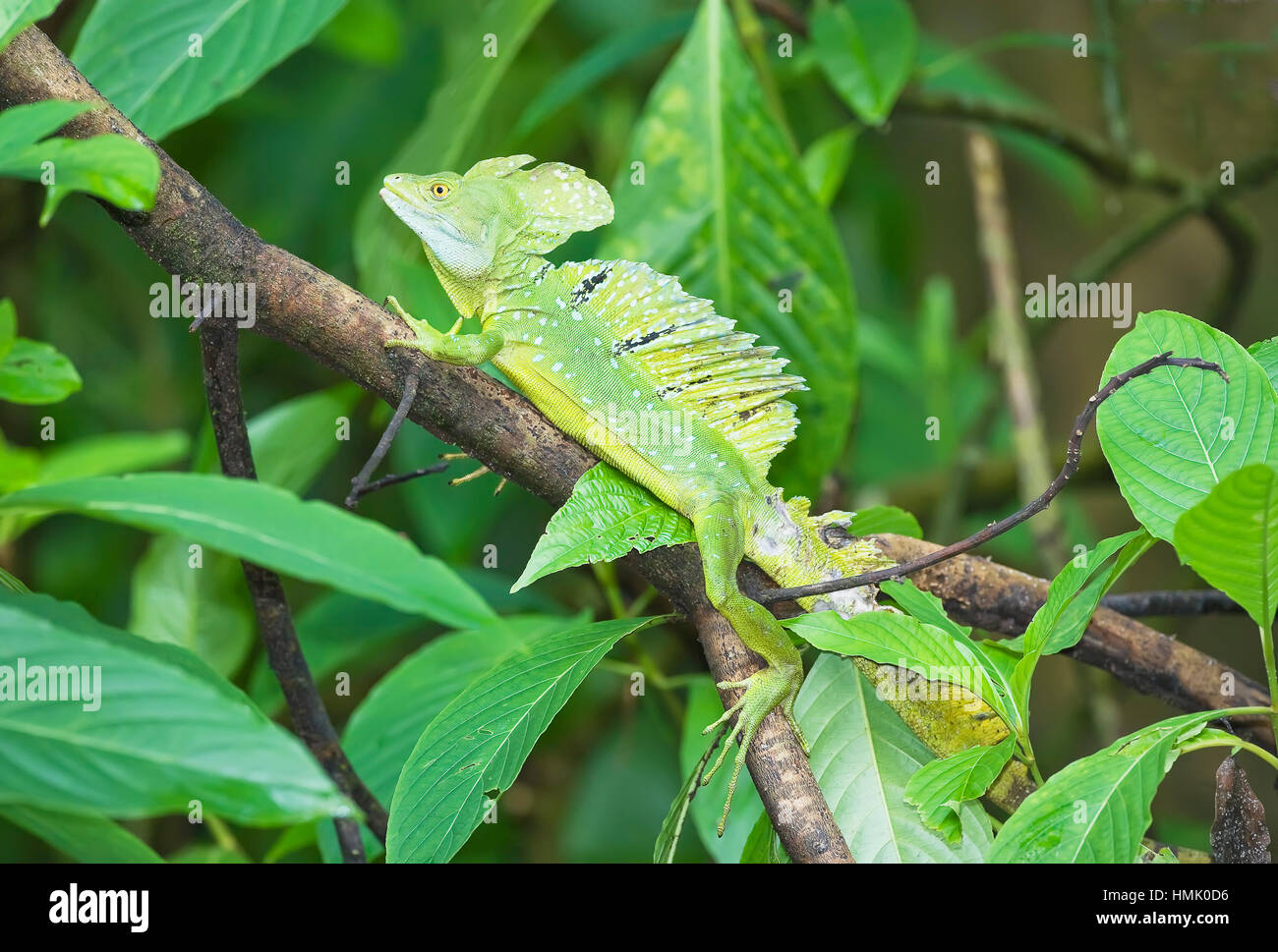 Climbing Perch High Resolution Stock Photography and Images - Alamy