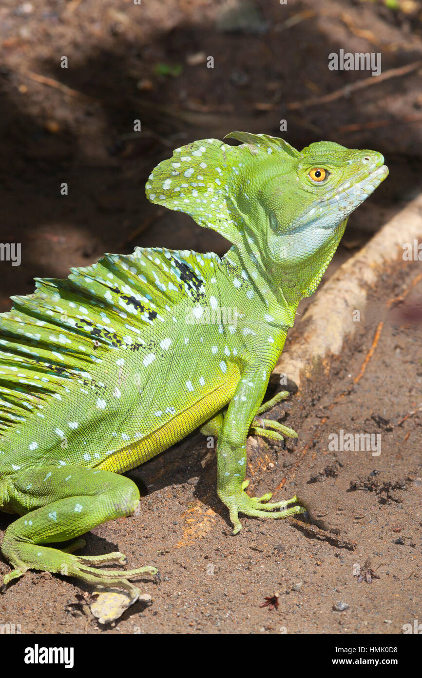 Basilisk hi-res stock photography and images - Alamy