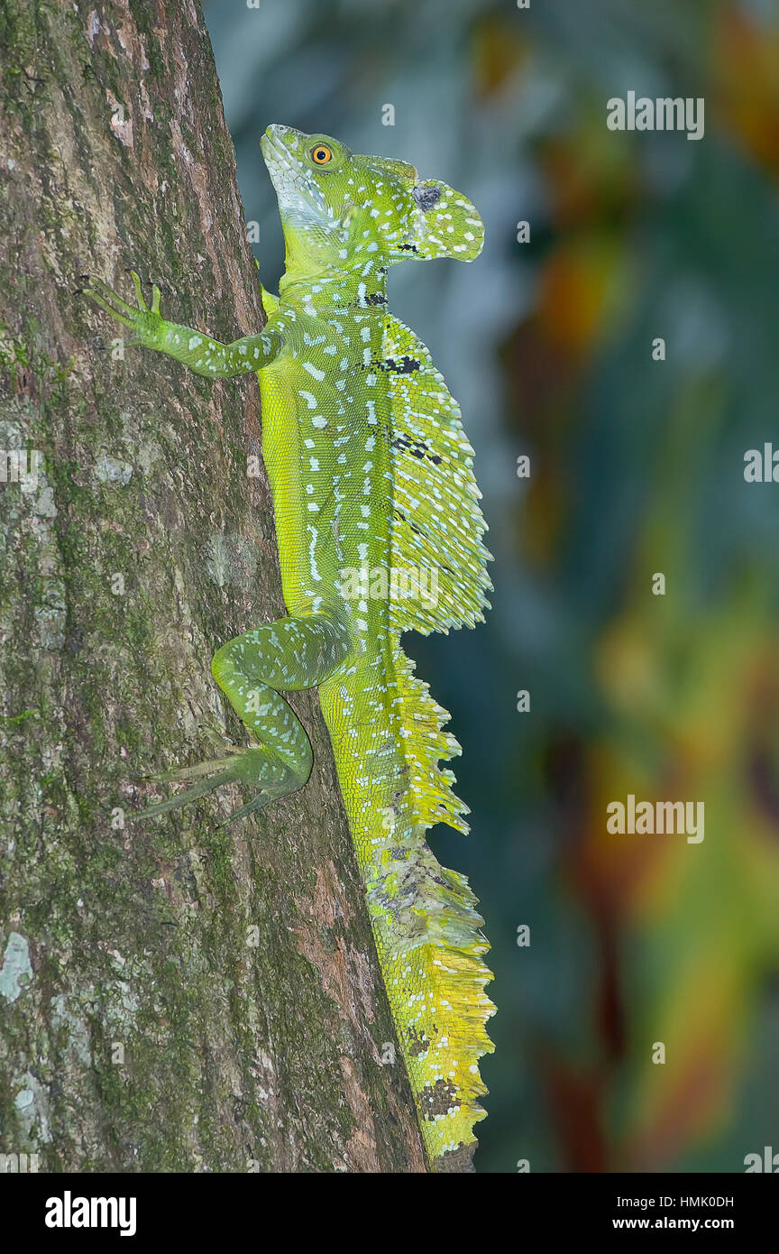Green basilisk (Basiliscus plumifrons) climbing up tree, Costa Rica ...
