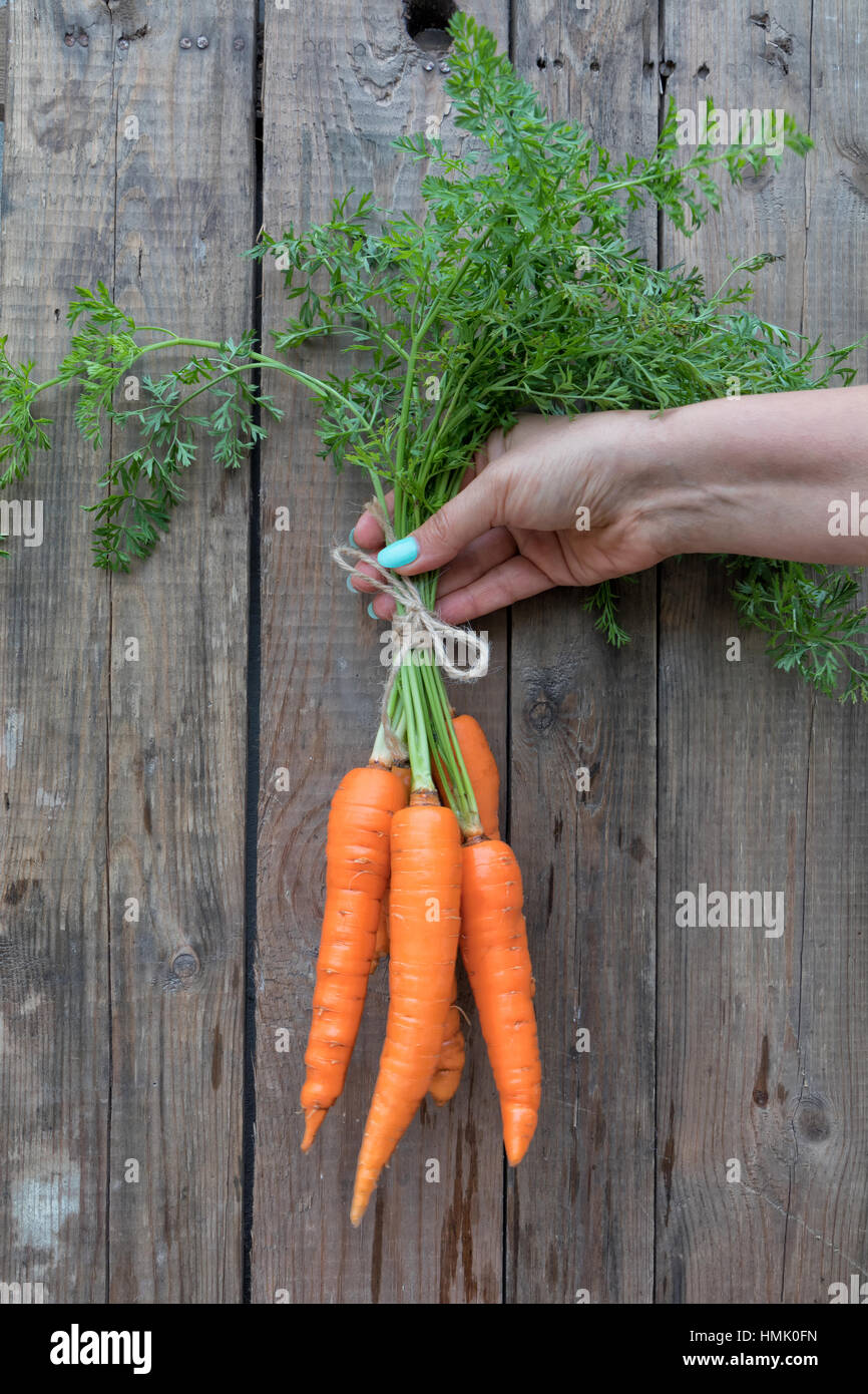 Bunch of fresh garden carrots with green leaves in the hand, dark ...