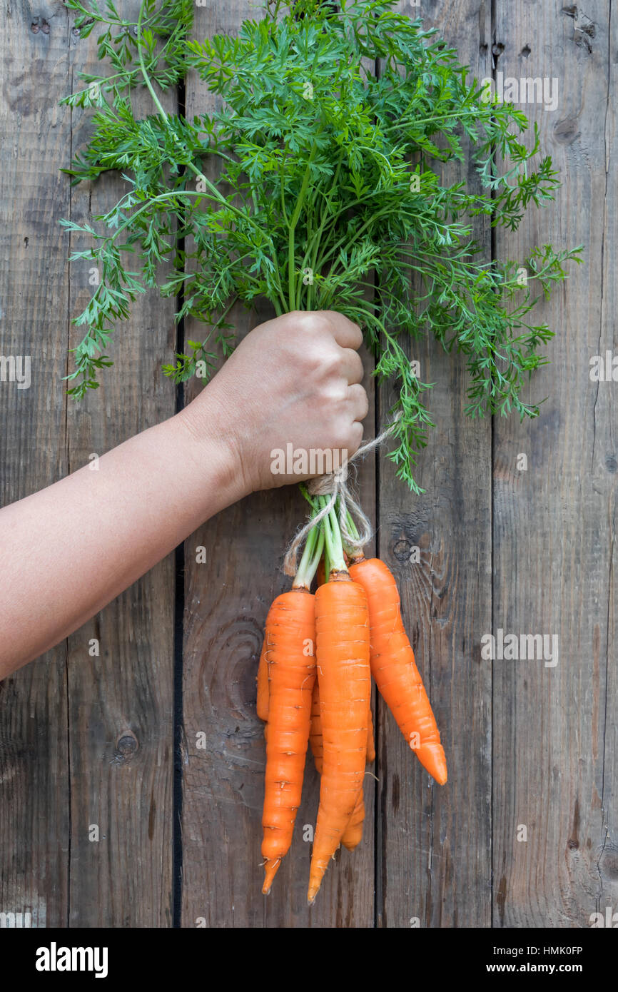 Bunch of fresh garden carrots with green leaves in the hand, dark ...