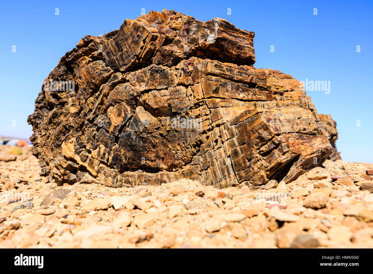 Petrified tree trunk hi-res stock photography and images - Alamy