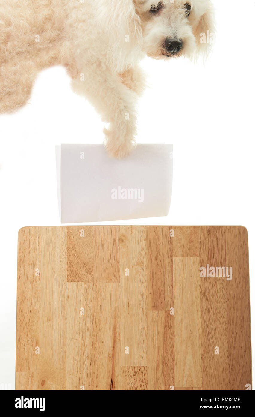 Political election dog hi-res stock photography and images - Alamy