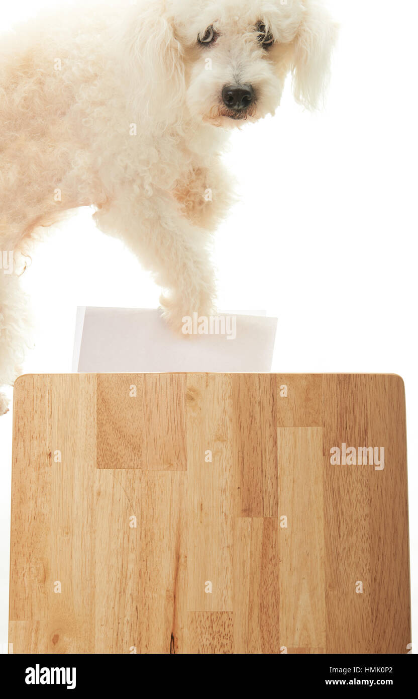 dog vote on elections put paper in box isolated Stock Photo - Alamy