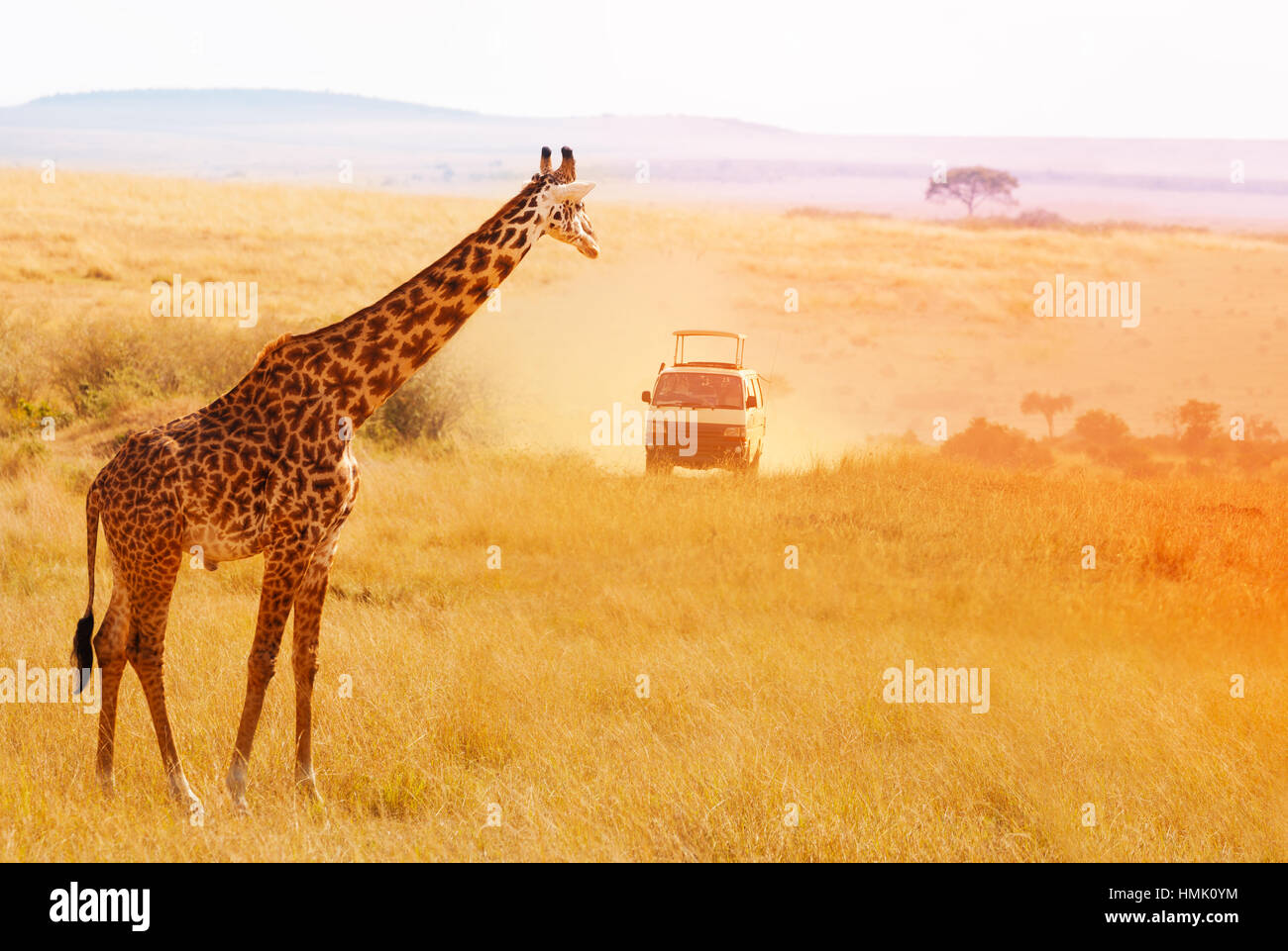 Picture of beautiful giraffe at sunset, Africa Stock Photo - Alamy