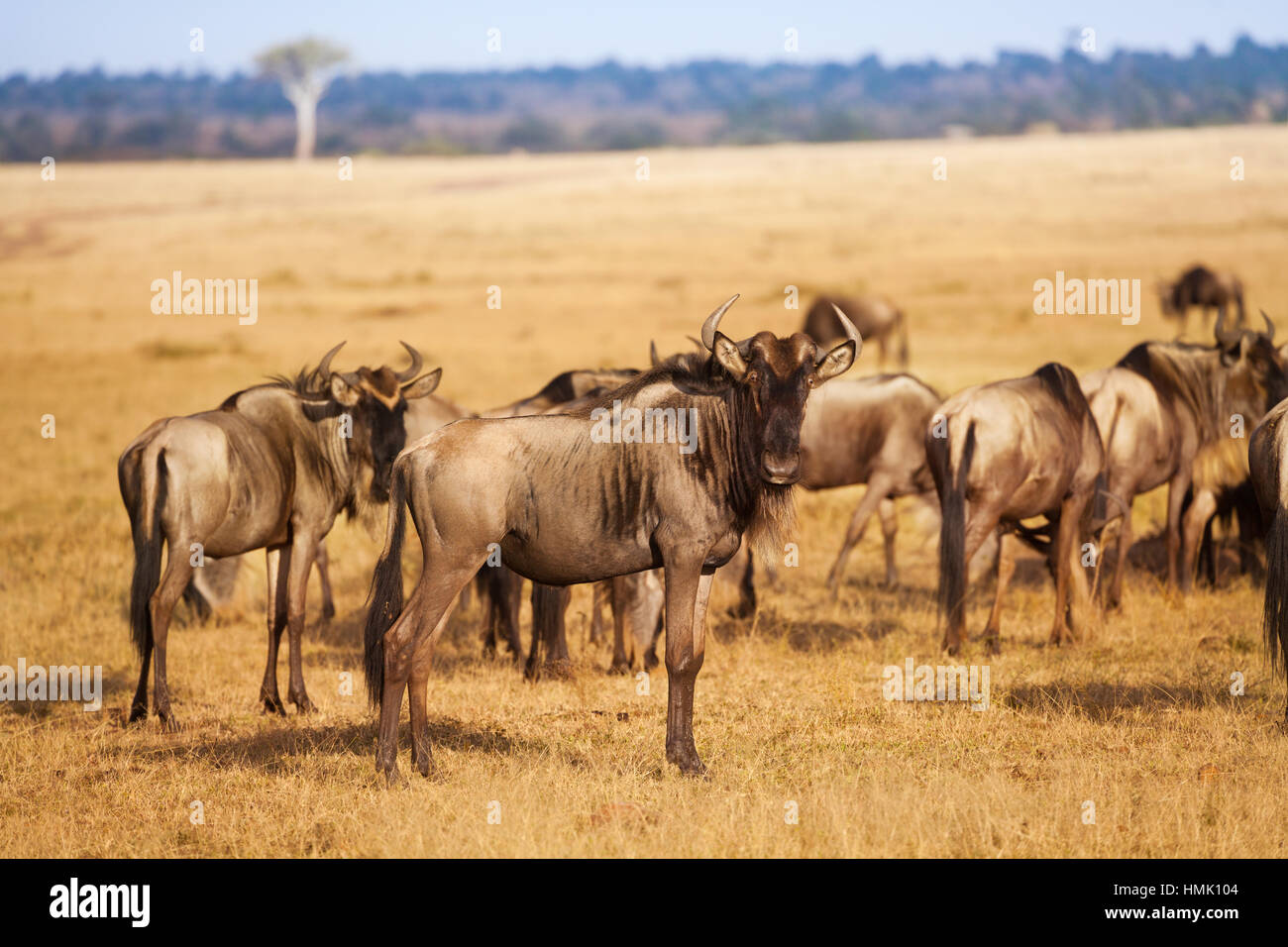 African animals migrating across plain hi-res stock photography and ...